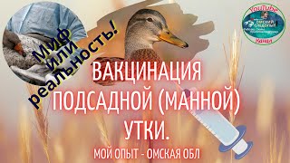Вакцинация подсадной манной утки от птичьего гриппа