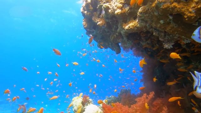 Дайвинг в Красном море Эйлат Израиль 4k