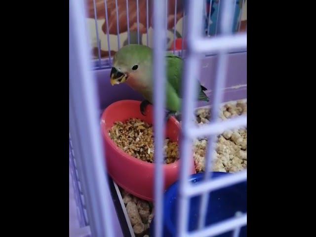 неразлучник выкормыш переходит на зерносмесь, хозяйка тайком засняла как ест