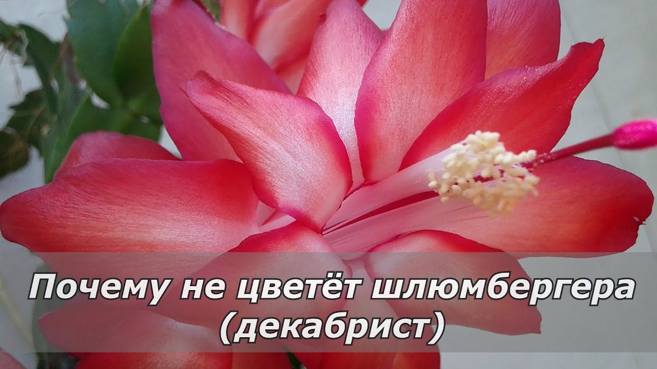 Ваш декабрист НЕИЗБЕЖНО зацветет. Как заставить декабрист (шлюмбергеру) цвести.