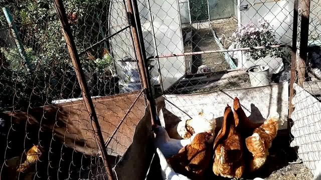 Выпустила цыплят на свободный выгул.avi