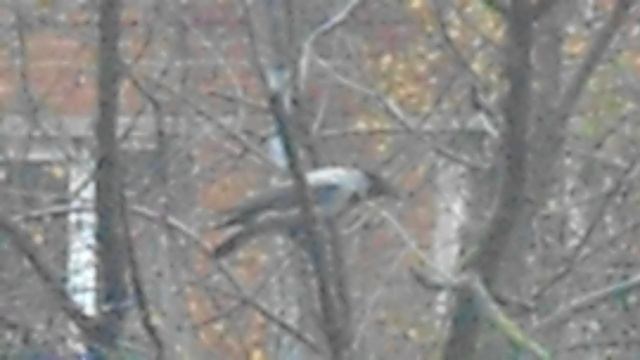 Ворона чистит клюв 534543534 DSCN4902