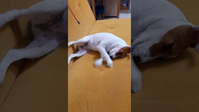 Копаюсь! Все терьеры любят копать.