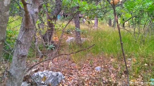 Белка в алупкинском парке Годлевского