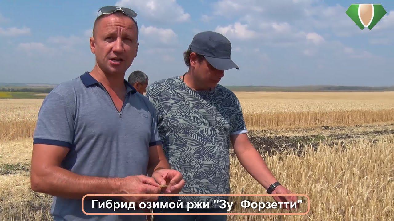 Немецкая генетика в Оренбургской области  Озимые культуры