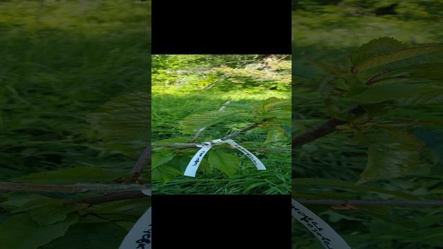 дерево сад черешня 2