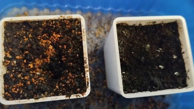 Литопсы, живые камни. Прошёл 1 месяц. Это жесть.