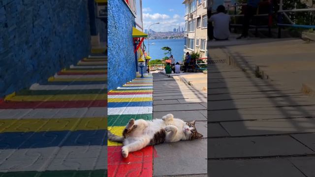 Доброе утро, котишка!