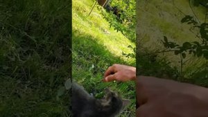 Ящерица шуток не понимает