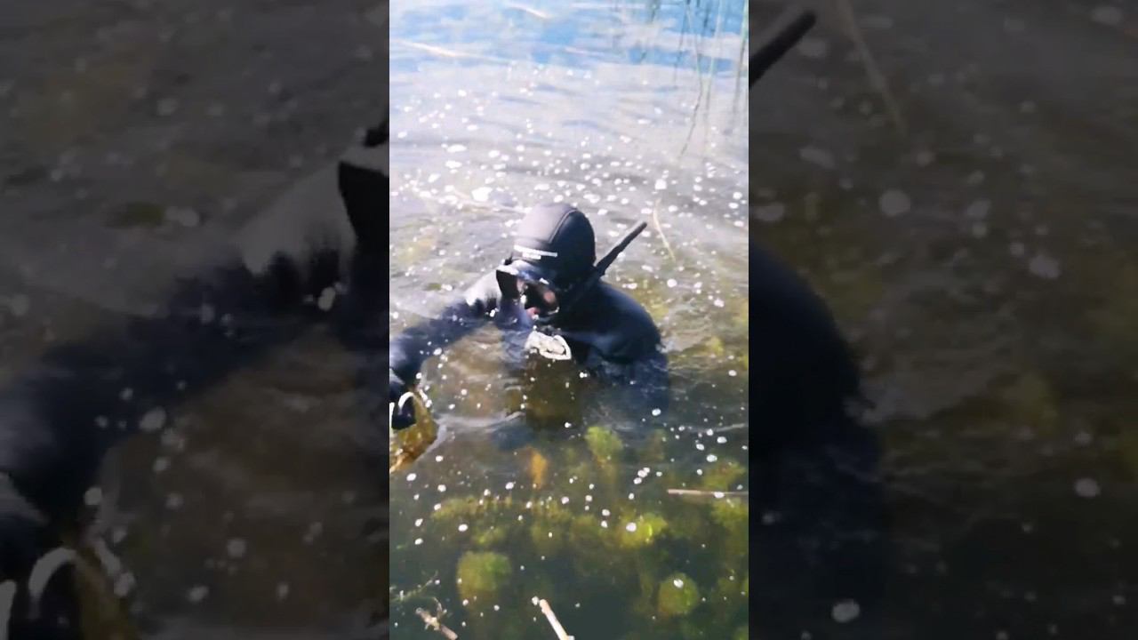 Это была славная охота... #рыбалка #рекомендации #подводнаяохота #щука