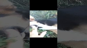 VID_20230713_181831.mp4