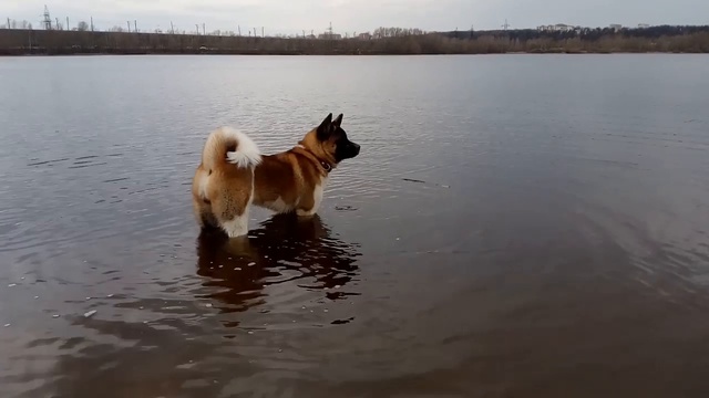 American Akita. Яринда на пляже.