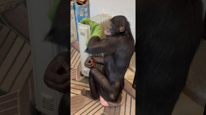 НЕВЕРОЯТНО! Обезьяна делает уборку лучше меня!