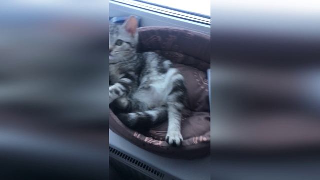 Котенок на подоконнике играет с пультом