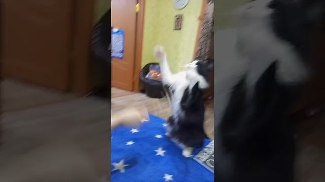 Я ржал с этого кота