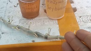 Keiki sau 30 ngày sử dụng enzyme