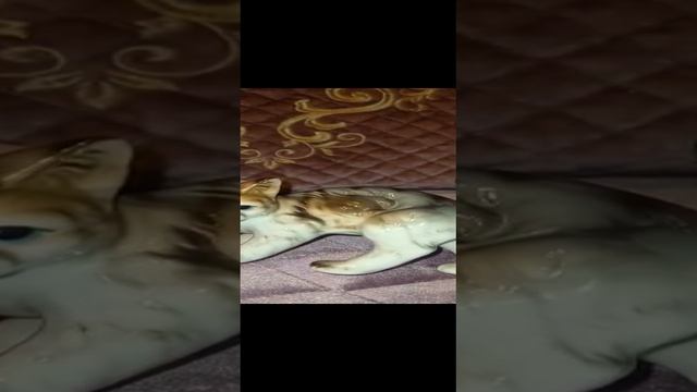 Фарфоровые кошки. Фарфоровые статуэтки кошек