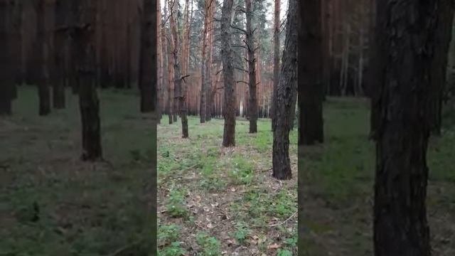 Сдавайся хохол.