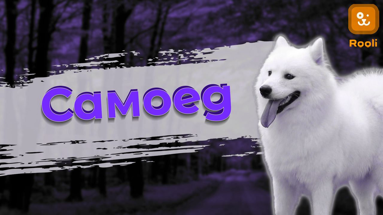 Волшебные моменты с Самоедской Собакой: Порода, Характер, Фотографии и Советы по Уходу