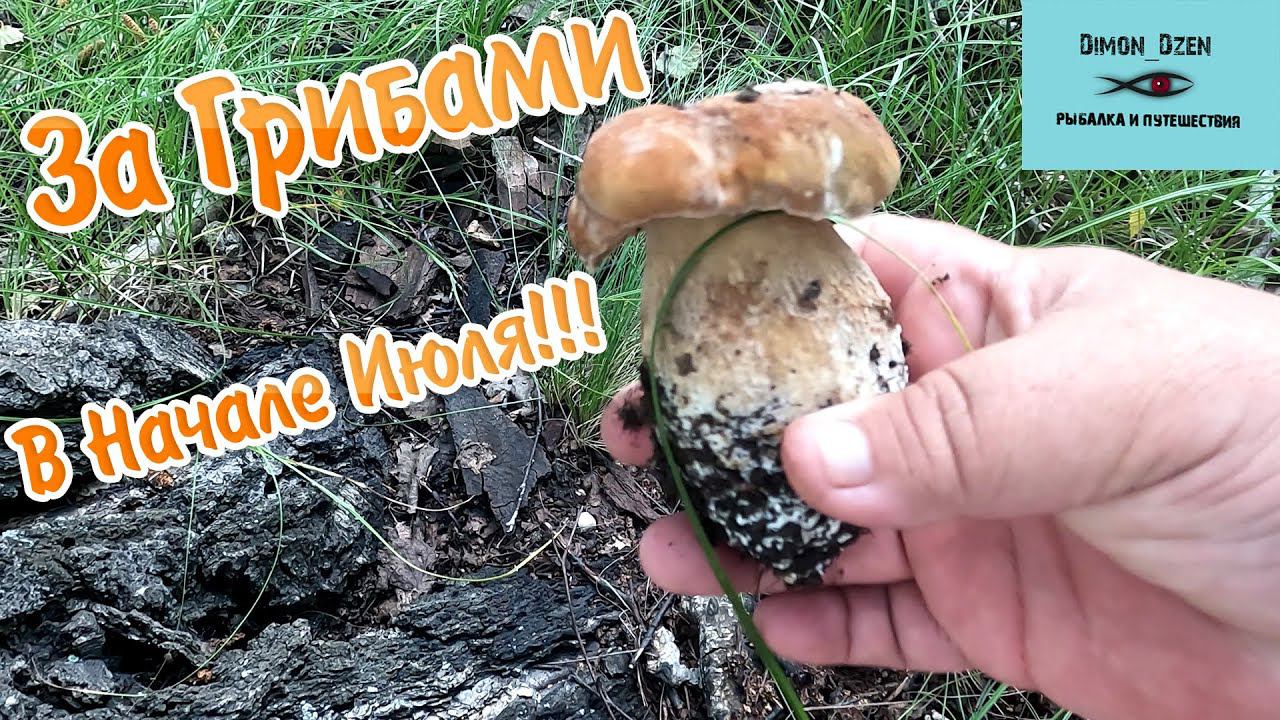 Белые Грибы в начале Июля//ТИХАЯ ОХОТА