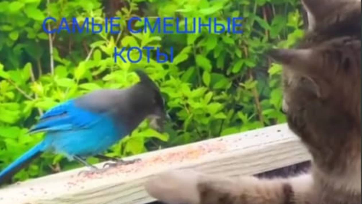 САМЫЕ СМЕШНЫЕ КОТЫ | КОТЯРА