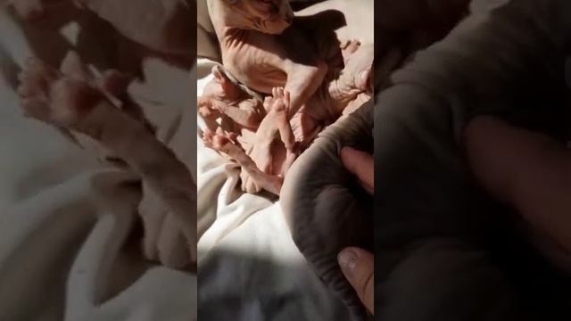 Новорожденные эльфы. Часть 1