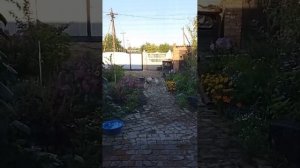 Коты разговаривают