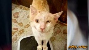 Женщина с ужасом посмотрела на этого кота! Он выглядел так, словно вырвался из лап СМЕРТИ!