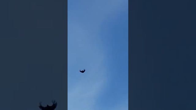 @свг голуби Арик х Победа 89614124777 (2)