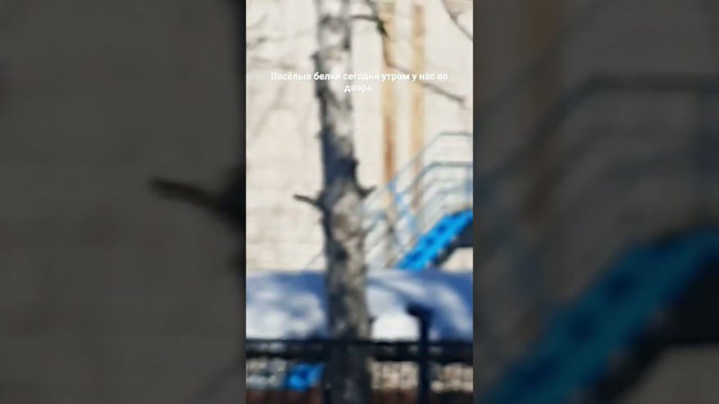 Весёлые белки под весёлую музыку. 28 февраля 2024 г.