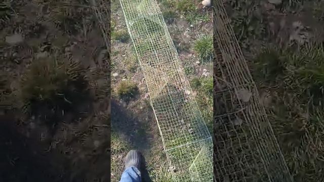 раколовка гармошка ???, очень уловистая снасть для рака#рак ловится#ловить рака#раки