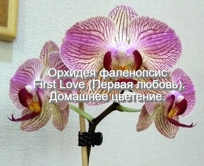 Орхидея фаленопсис First Love (Первая любовь). Домашнее цветение.