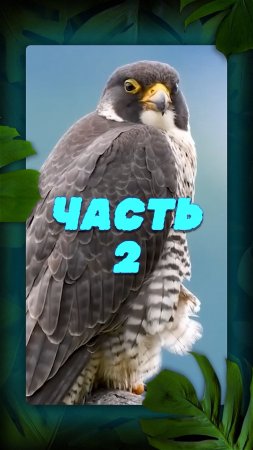 САМЫЕ БЫСТРЫЕ ЖИВОТНЫЕ: Часть 2