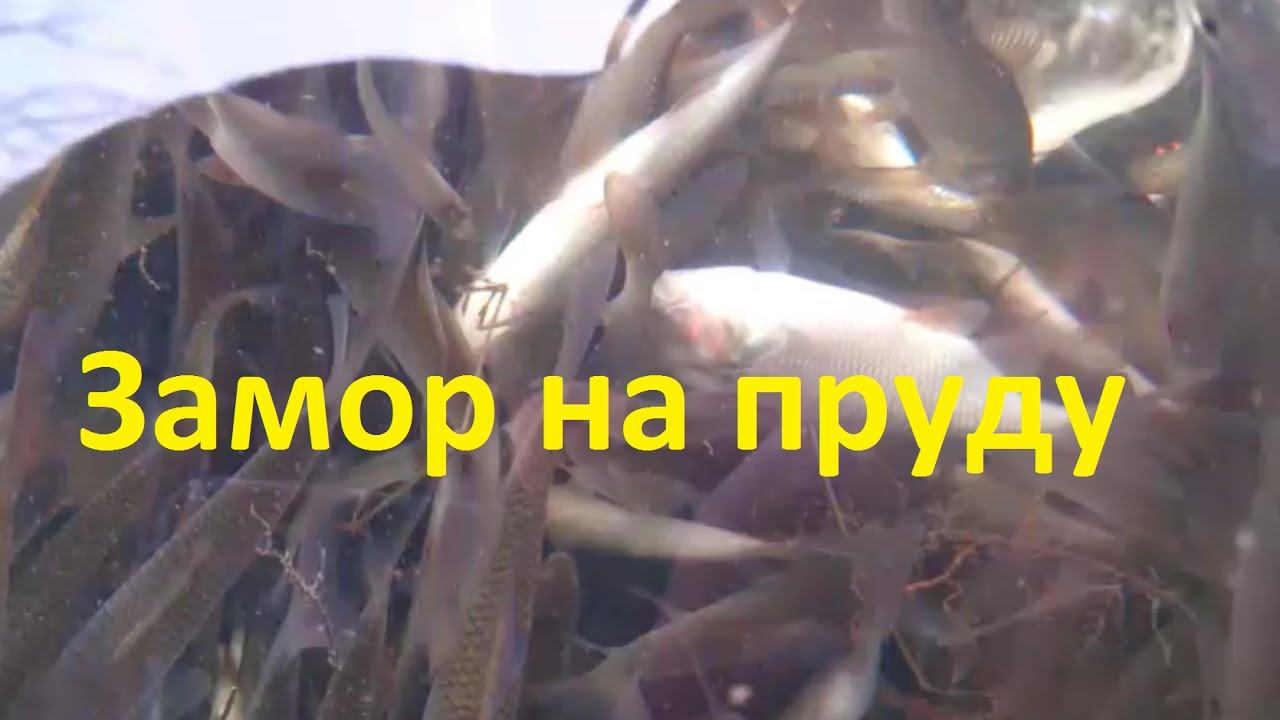 Замор на пруду (13.01.2017)