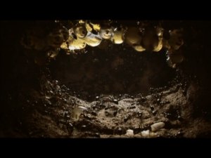 Муравьиная империя (Empire of the Desert Ants)
