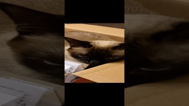 Хочу сидеть в коробочке и точка