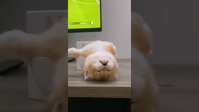 Когда заказал котучино ? #мем #юмор #смех #ржач #прикол #мемас #ржака #приколюха #ржунимагу #ор