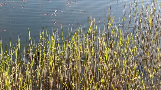 Лысуха на охране гнезда и будущего потомства