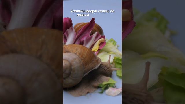 🐌🐌🐌