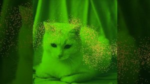 Созерцая (Спящие кошки)