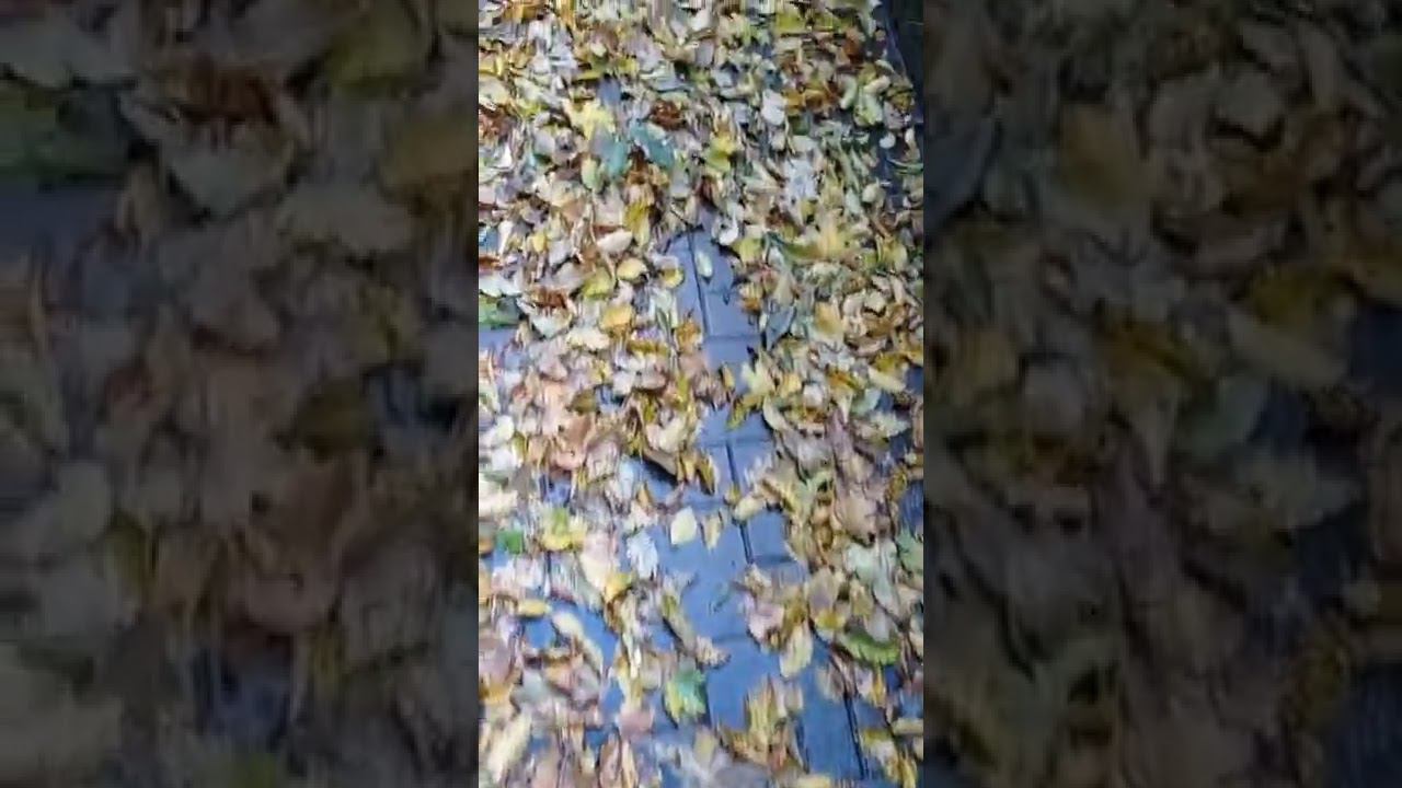 Осенняя листва