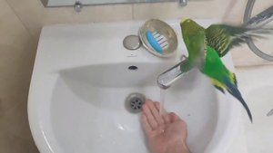 Попугайчик любит купаться