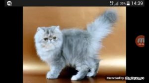 Алекс Экслер. Записки кота Шашлыка. 2 глава 2 часть.