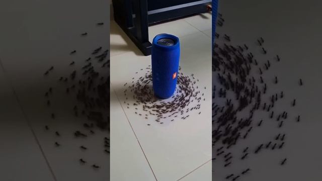 Ants dance party !??