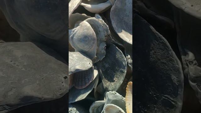 Любите собирать ракушки на море? #море #ракушки #пляж #лето