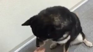 Пёс учится на своих ошибках