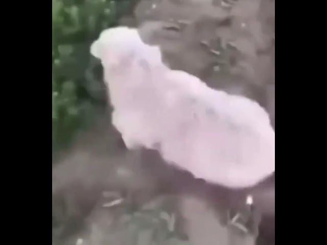 Баран