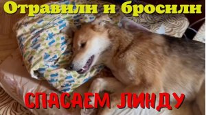 Отравленную собаку выкинули на мусорку, а она еще Дышала! Спасение животных и Лечение собаки Линды.