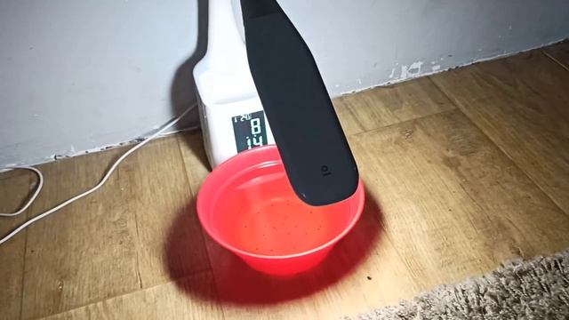 Как быстро избавиться от блох в доме?