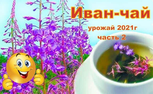 Иван-чай, мой рецепт. Часть 2 сушка.